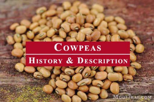 25 Surprising Benefits of Cowpeas (For Health, Skin, & Hair)