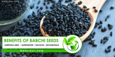 Facts & Health Benefits of Babchi Seeds (Bakuchi) - Moolihai.com
