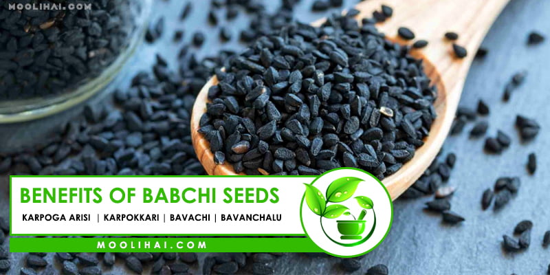 Facts & Health Benefits Of Babchi Seeds (Bakuchi) - Moolihai.com