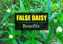 Amazing Facts & Health Benefits Of False Daisy | Bhringraj - Moolihai