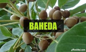 Medicinal Benefits of Baheda | Ayurvedic Herb Bibhitaki - Moolihai.com