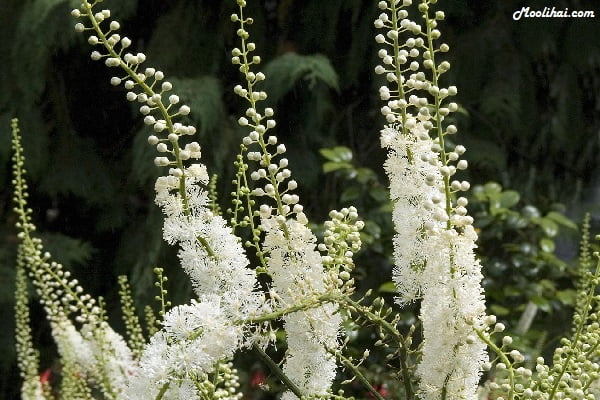 Best Herbs And Phytoestrogens To Boost Estrogen - Moolihai.com