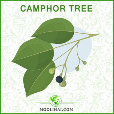 Benefits Of Karpura - Moolihai Organics