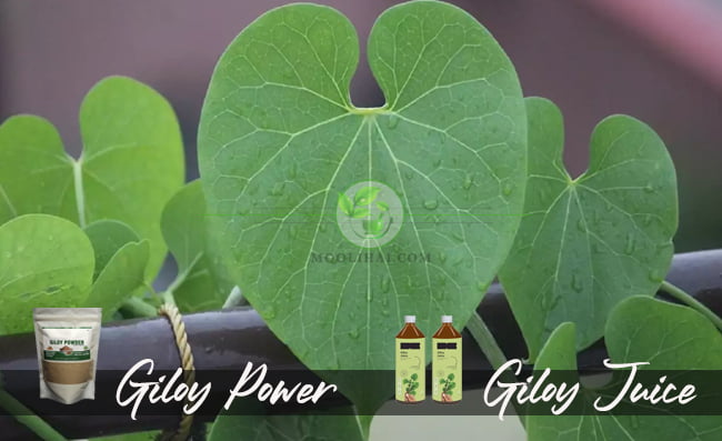 Health Benefits Of Giloy | The Ayurvedic Root Of Immortality - Moolihai