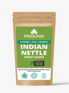 Indian Nettle | Kuppaimeni Leaves | Indian Acalypha- Tea Cut - Moolihai.com