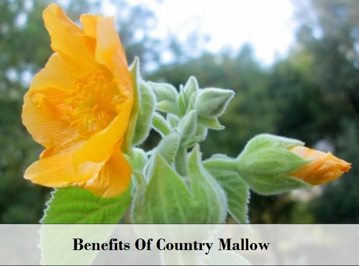 Country Mallow (Sida Cordifolia) Health Benefits, Facts, and Side ...