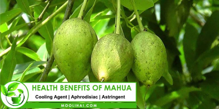 Mahua (Illupai): Benefits, Nutrition, Uses, Side Effects - Moolihai ...